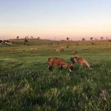 Blackwattle Alpaca Farm - 315 Patemans Ln, Murrumbateman NSW 2582 ...