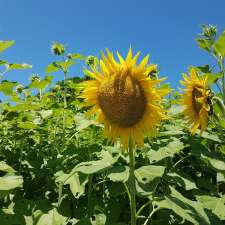 Farm & Co - 529 Cudgen Rd, Cudgen NSW 2487, Australia