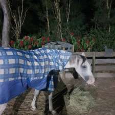 Nel's Horse Riding School - 185 Alfred Rd, Stockleigh QLD 4280, Australia