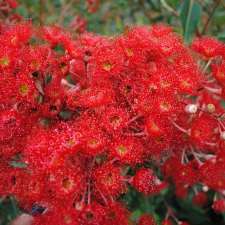 Mt William Advanced Tree Nursery - 539 W Goldie Rd, Lancefield VIC 3435 ...