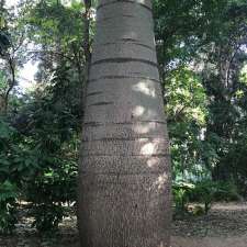 Australian Forest - Plane Tree Dr, Adelaide SA 5000, Australia