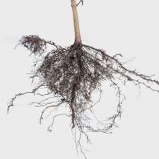 Maple Tree Lorne Seafood Restaurant - 116 Mountjoy Parade, Lorne VIC ...