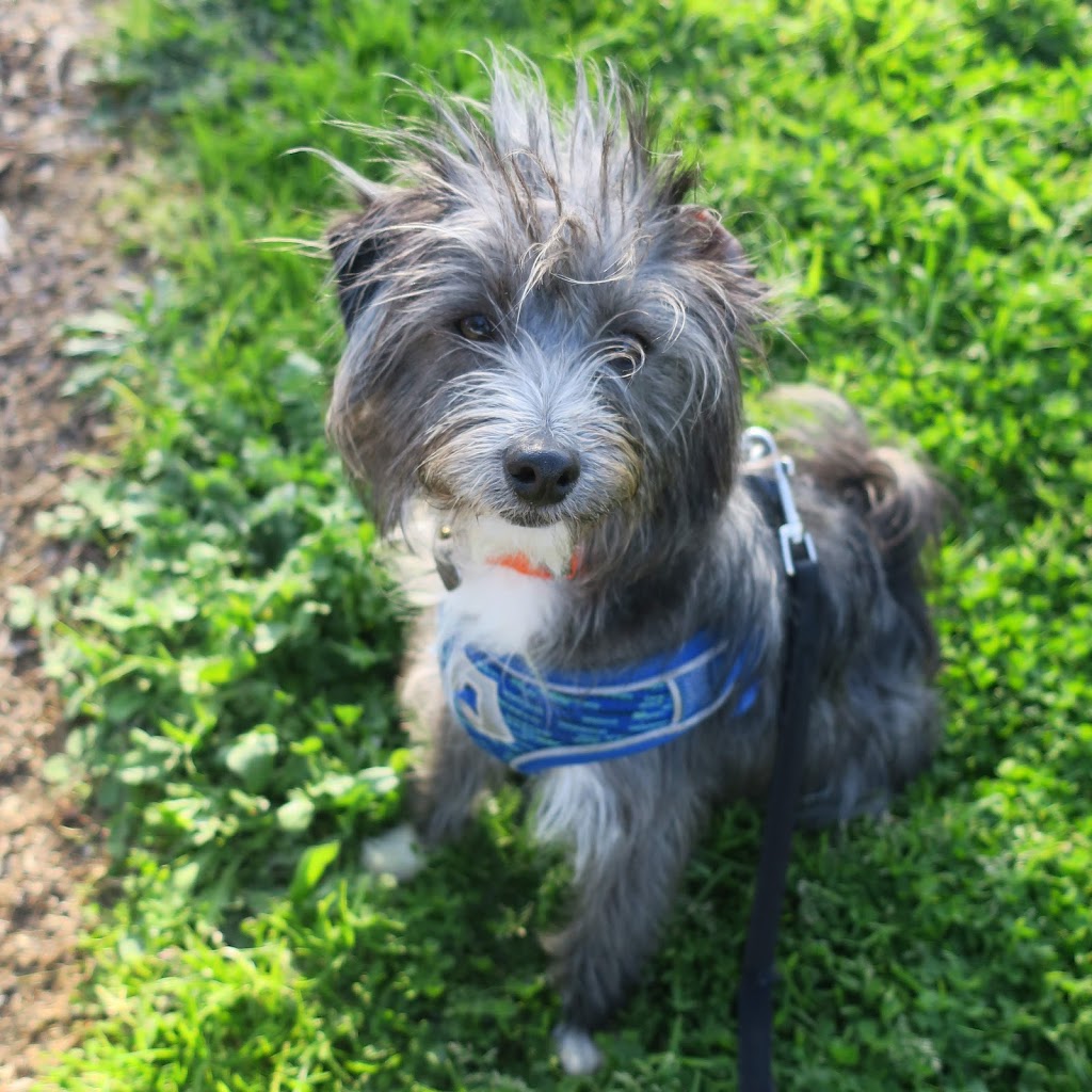 Amy s Dog Walking And Pet Sitting Leopold VIC 3224 Australia