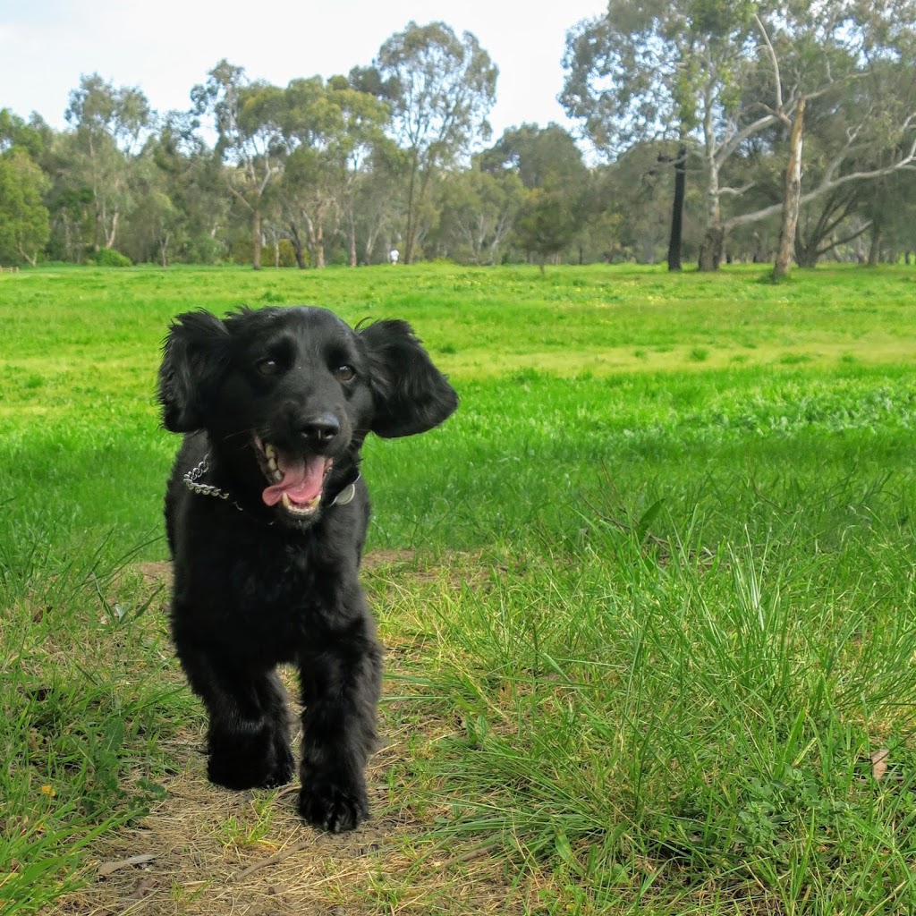 Amy s Dog Walking And Pet Sitting Leopold VIC 3224 Australia