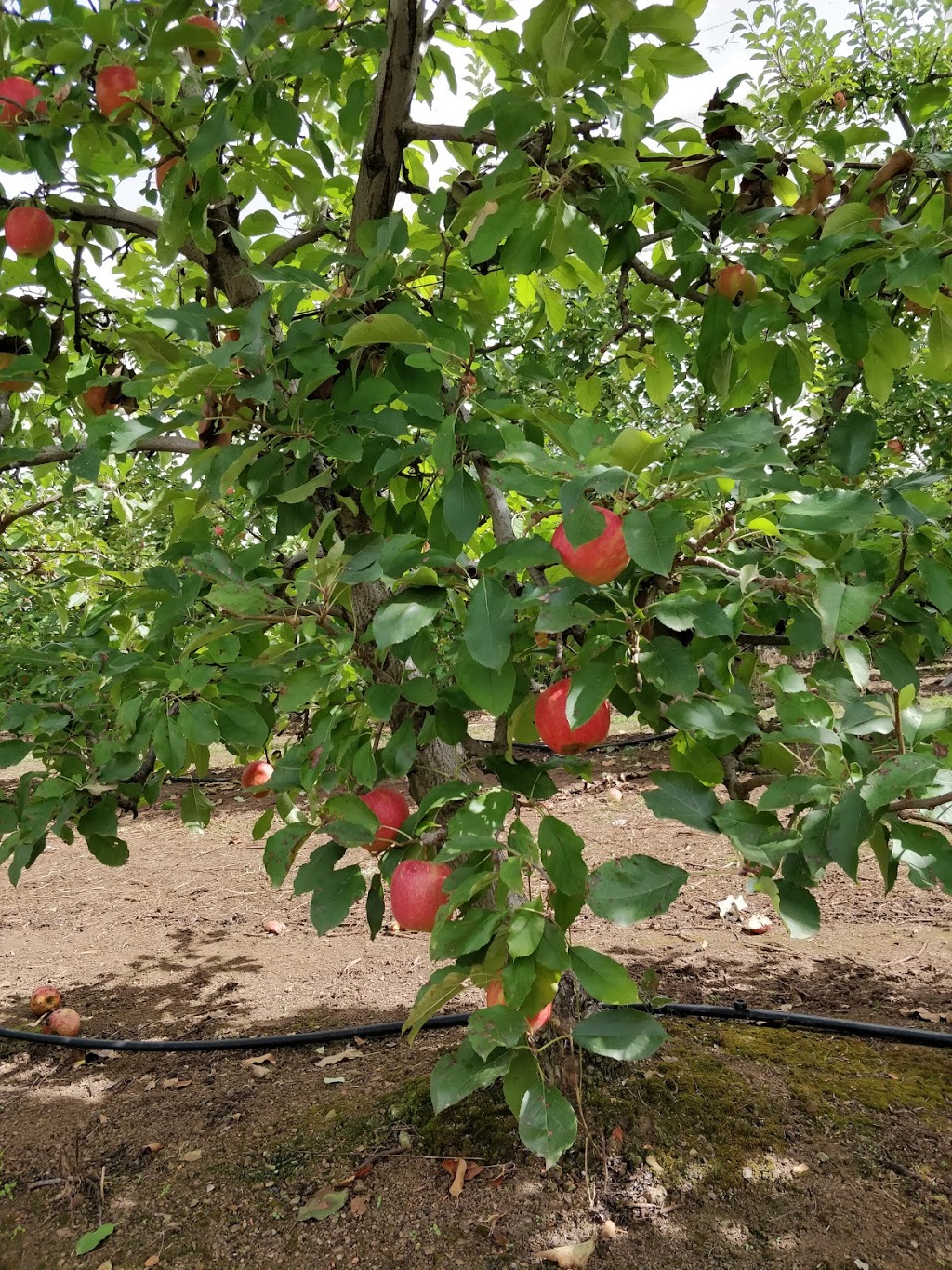 TNT Produce 153 Kurts Rd Bilpin NSW 2758 Australia TNT Produce 153 Kurts Rd Bilpin NSW 2758 Australia